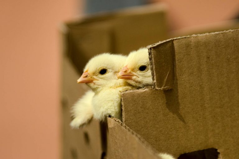 How to Order Baby Chicks in the Mail - Backyard Poultry